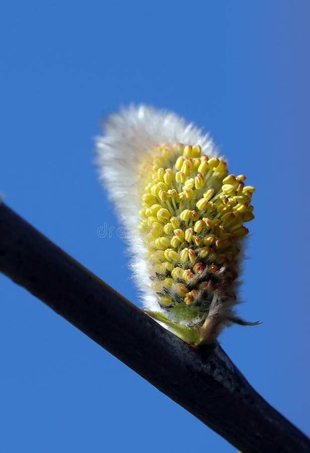 Buds Bloom on the Willow Tree in Spring Stock Image - Image of house ...