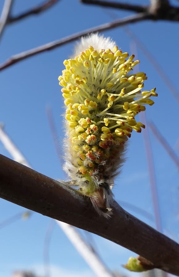 Buds Bloom on the Willow Tree in Spring Stock Image - Image of caprea ...