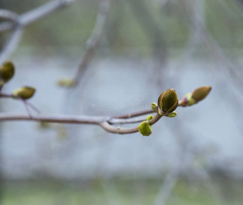 Blooming Soon stock image. Image of closeup, garden, flower - 64151915