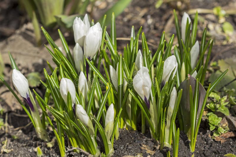 Buds of a Blossoming White Crocus Flower in the Early Spring. Stock ...