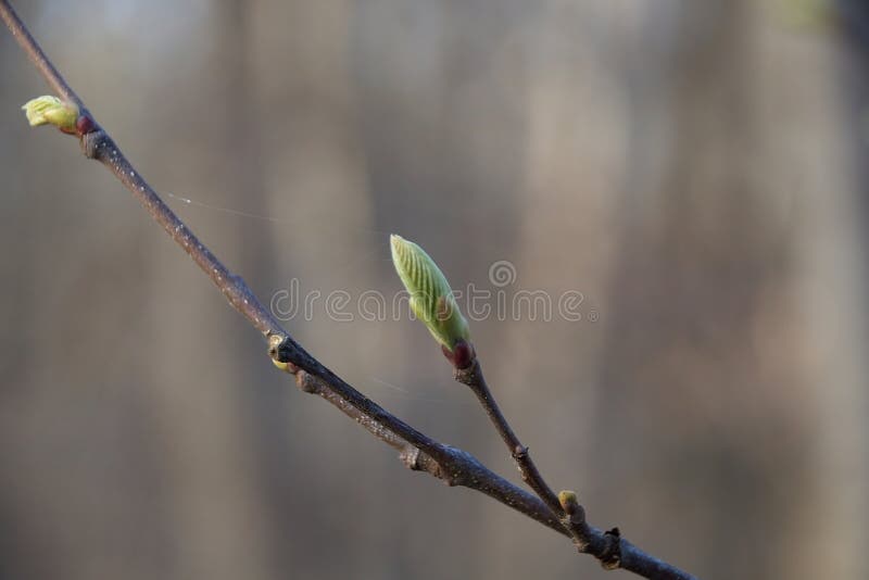 Buds on a branch stock image. Image of botany, white - 256579755