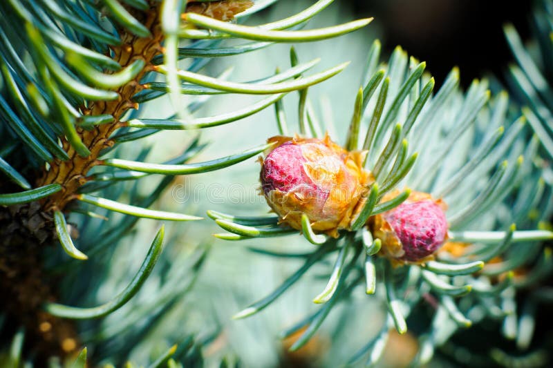 Buds at the Branch of the Blue Spruce Stock Image - Image of cone ...