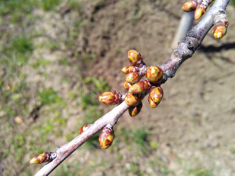 Buds on a Branch of Fruit Tree in Spring Stock Photo - Image of view ...