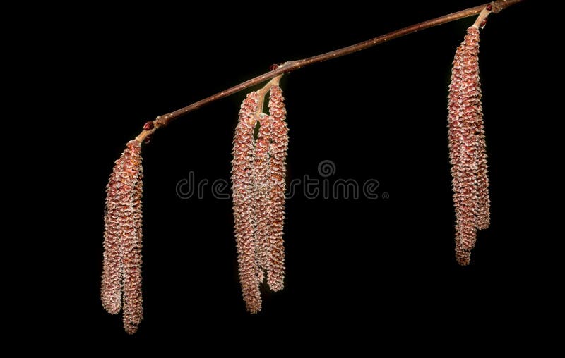 Buds on a Branch of Hazelnuts in the Spring on a Black Background ...