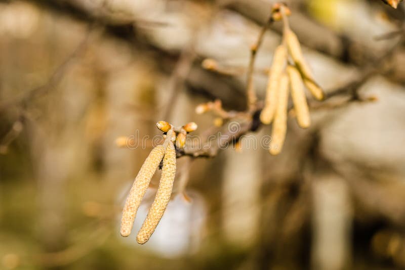 The Buds on the Branches of Hazelnut Stock Image - Image of close ...