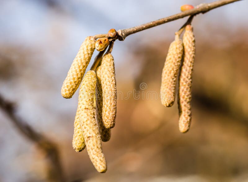 The Buds on the Branches of Hazelnut Stock Image - Image of macro ...