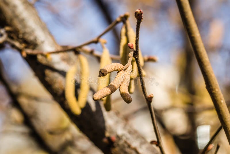 The Buds on the Branches of Hazelnut Stock Image - Image of macro ...