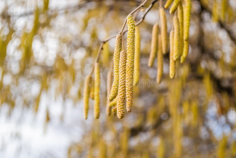 The Buds on the Branches of Hazelnut Stock Image - Image of corylus ...