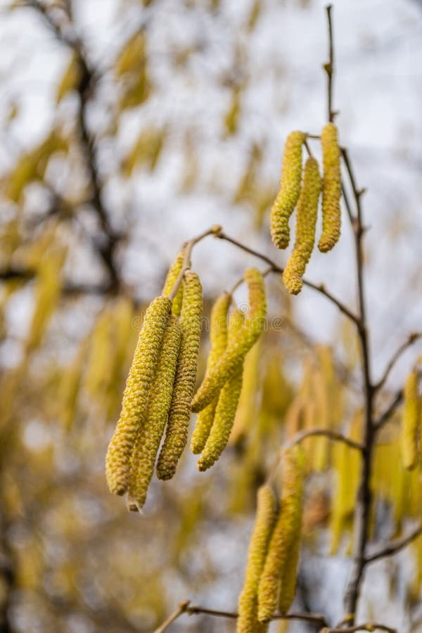 The Buds on the Branches of Hazelnut Stock Photo - Image of macro ...