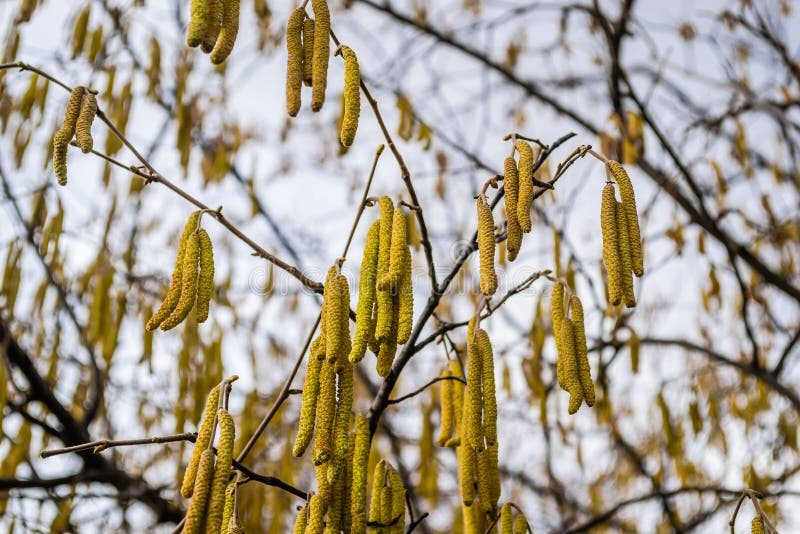 The Buds on the Branches of Hazelnut Stock Photo - Image of blooming ...