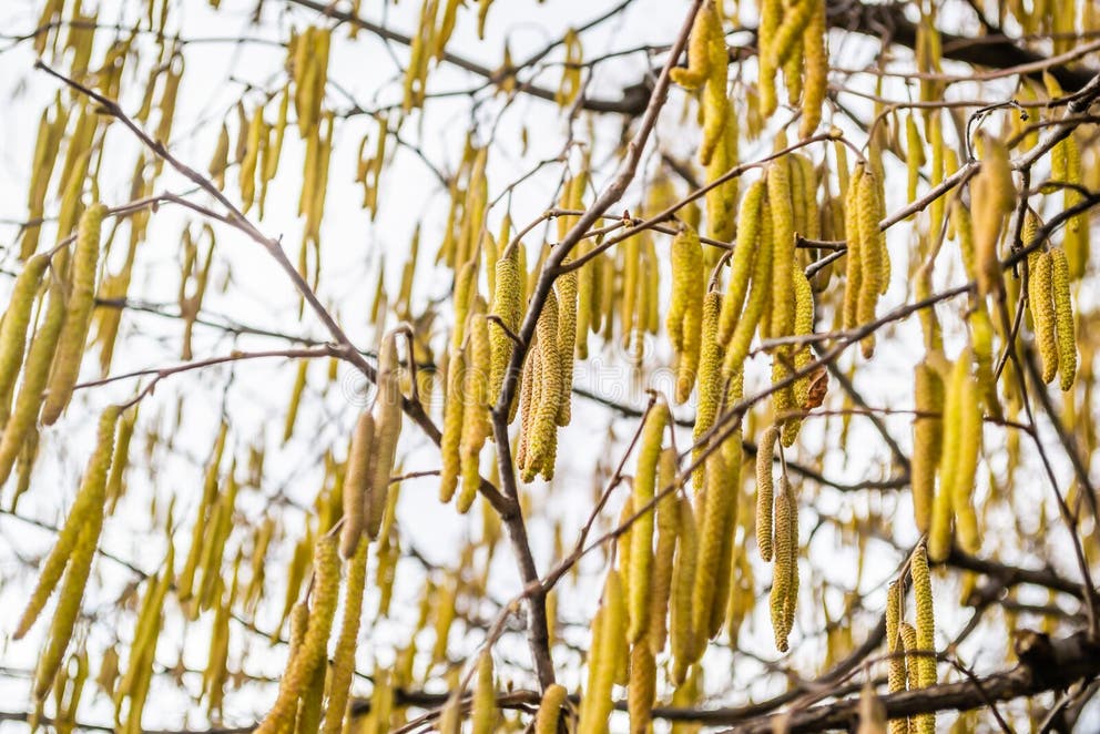 The Buds on the Branches of Hazelnut Stock Photo - Image of ecology ...