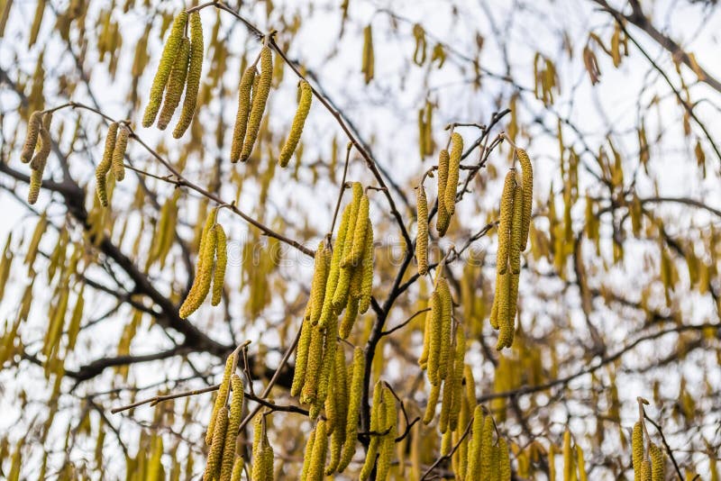 The Buds on the Branches of Hazelnut Stock Photo - Image of floral ...