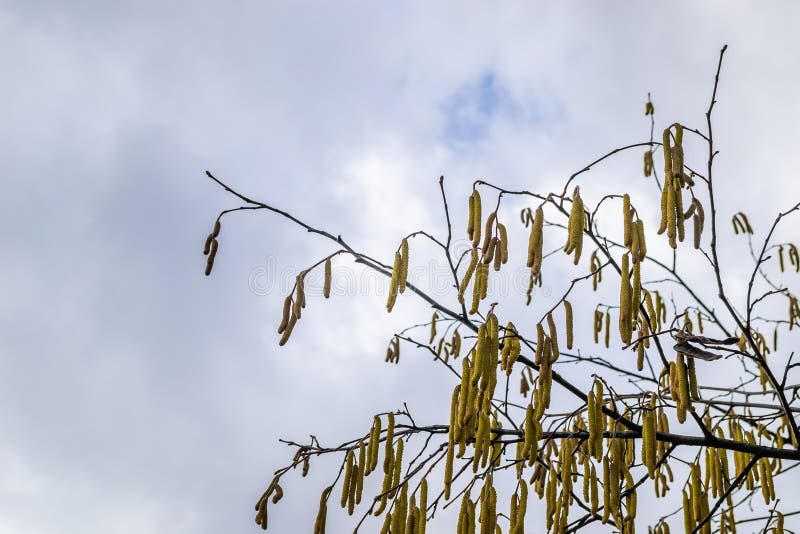 The Buds on the Branches of Hazelnut Stock Image - Image of countryside ...