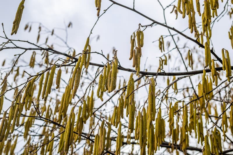 The Buds on the Branches of Hazelnut Stock Photo - Image of bloom ...