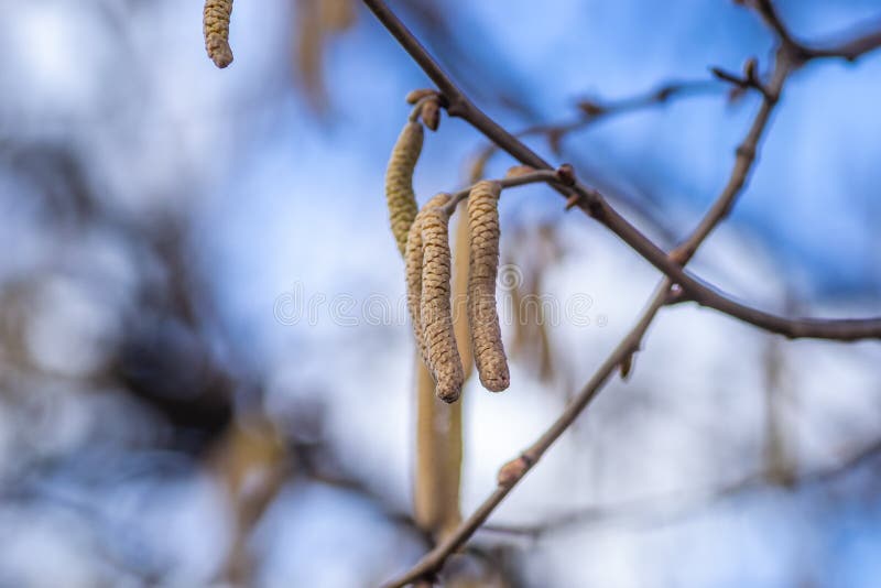 The Buds on the Branches of Hazelnut Stock Photo - Image of floral ...