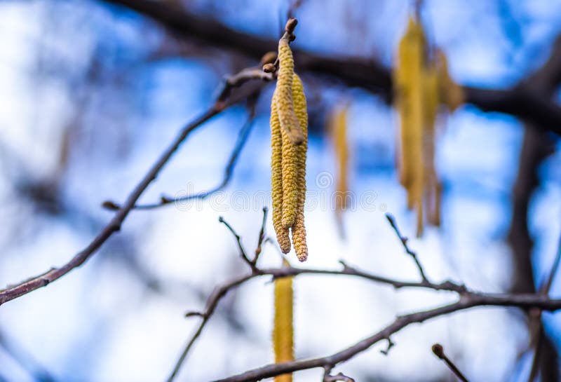The Buds on the Branches of Hazelnut Stock Image - Image of countryside ...