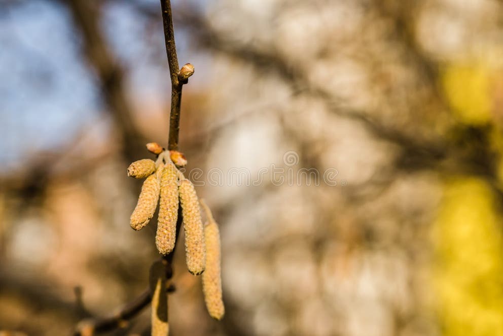 The Buds on the Branches of Hazelnut Stock Image - Image of forest ...