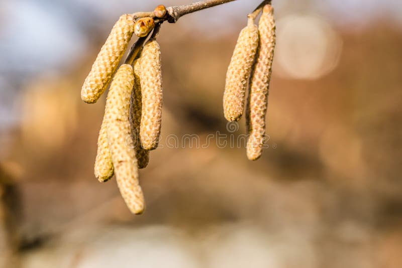 The Buds on the Branches of Hazelnut Stock Image - Image of brown ...