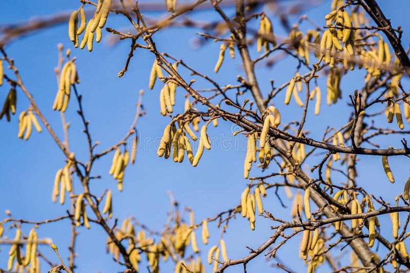 The Buds on the Branches of Hazelnut Stock Photo - Image of long ...