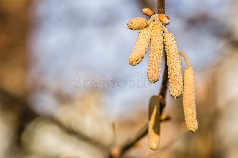 The Buds on the Branches of Hazelnut Stock Image - Image of flora ...