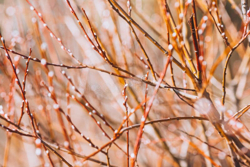Buds on the Branches. Plants in Spring Stock Photo - Image of forest ...