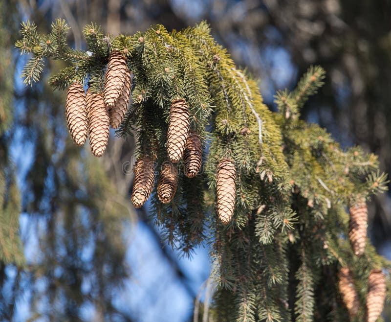 Buds on the Branches of Spruce on the Nature Stock Photo - Image of ...