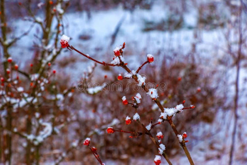 The Buds and Branches of Viburnum Fragrans are Covered with Snow ...