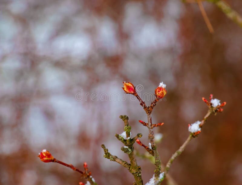The Buds and Branches of Viburnum Fragrans are Covered with Snow ...