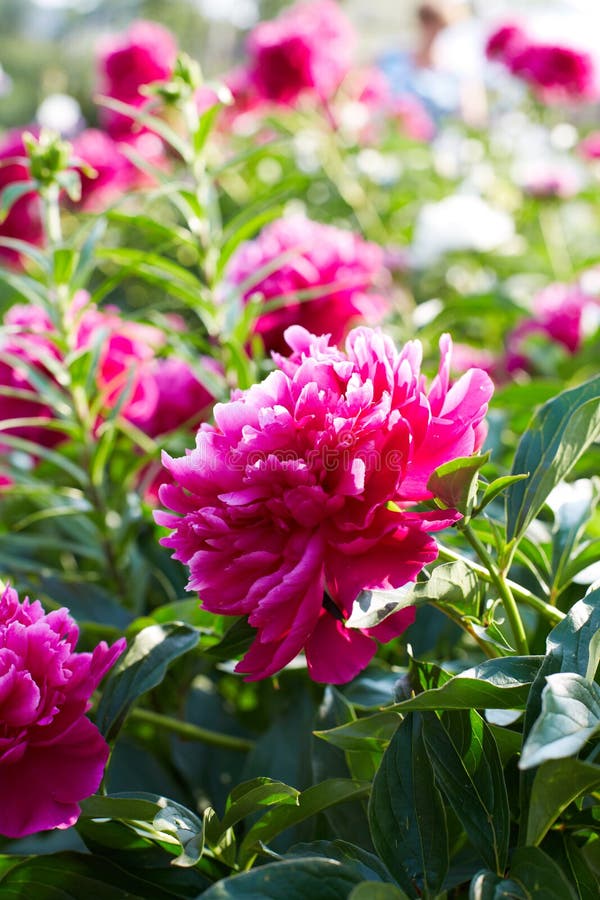 Buds bright pink peonies stock image. Image of outdoor - 65379967
