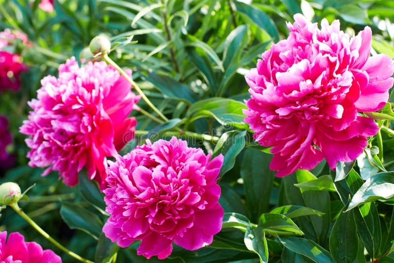 Buds bright pink peonies stock image. Image of leaves - 65380009