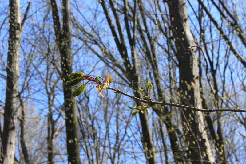 The Buds Burst and the First Leaves Appear on the Branches of a Tree in ...
