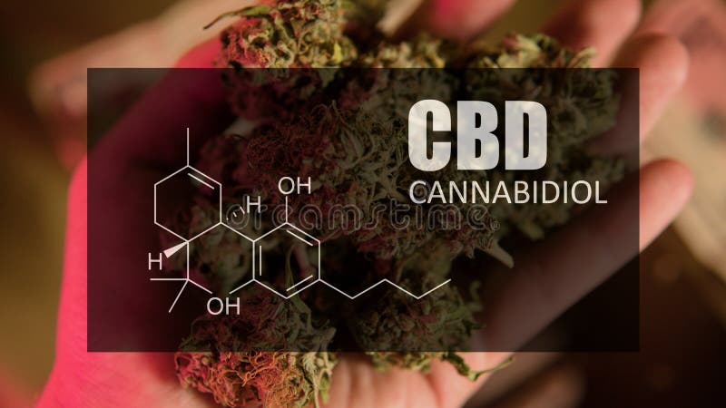 Buds of Cannabis Marijuana with the Image of the Formula CBD ...