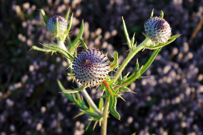 Photography of Welted Thistle Carduus Crispus Stock Photo - Image of ...