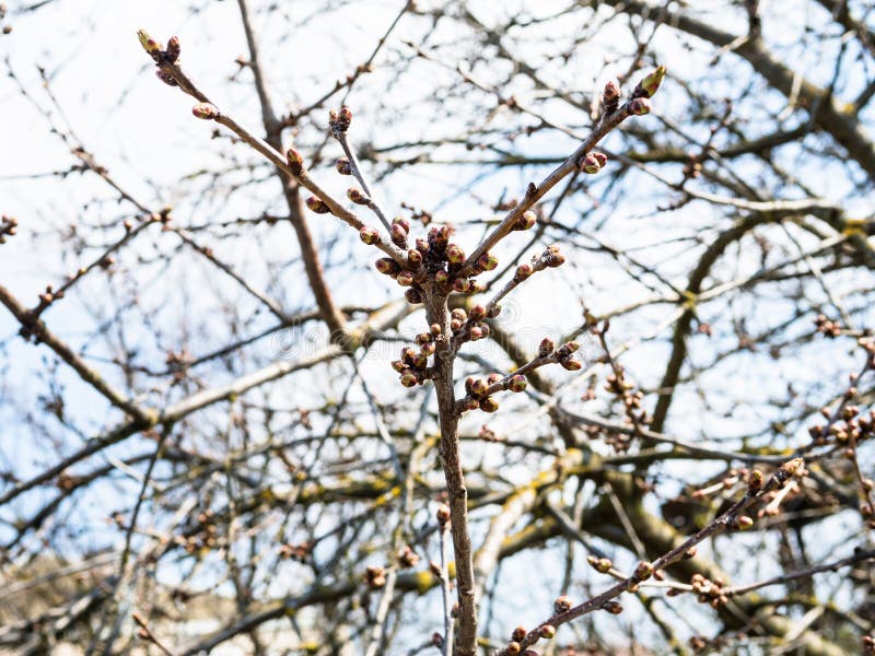 Buds on Cherry Tree Closeup on Sunny Spring Day Stock Image - Image of ...