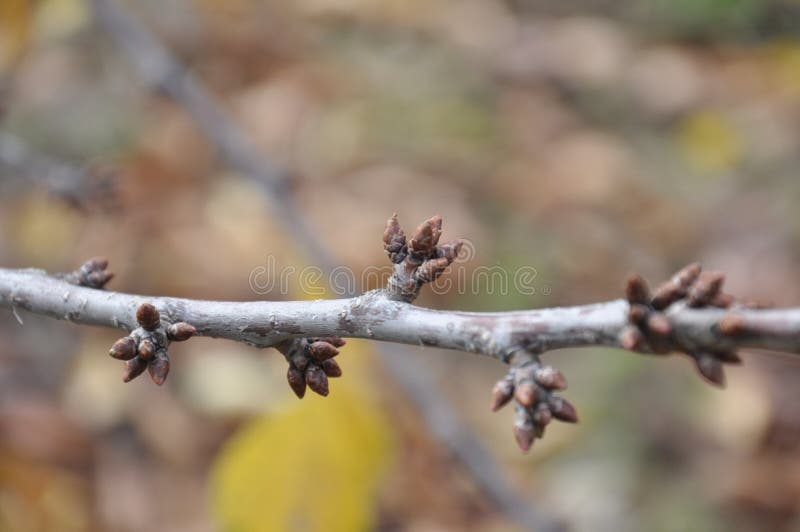 The Buds of the Cherry Tree Stock Image - Image of cold, close: 165868743