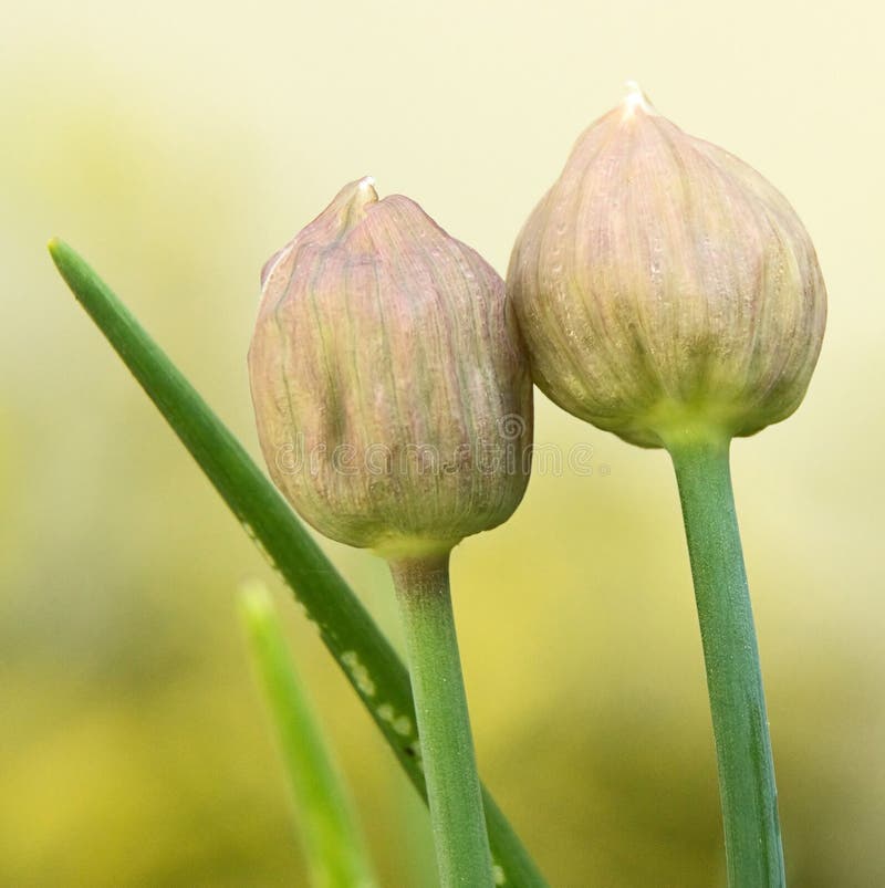 Buds of chives stock image. Image of blossom, nature - 139259793