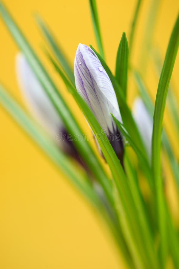 Buds of crocus flowers stock image. Image of budding, blossoming - 8484049
