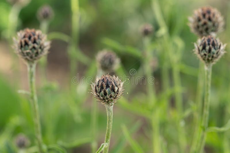 Buds of Dark Purple Knapweed (Centaurea Atropurpurea). Stock Photo ...