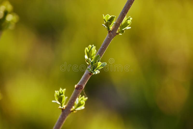 Buds emerging in spring stock image. Image of emerge - 176578291