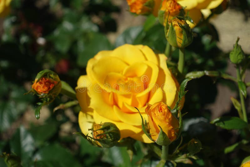 Buds and Flower of Amber Yellow Rose Stock Photo - Image of leafage ...