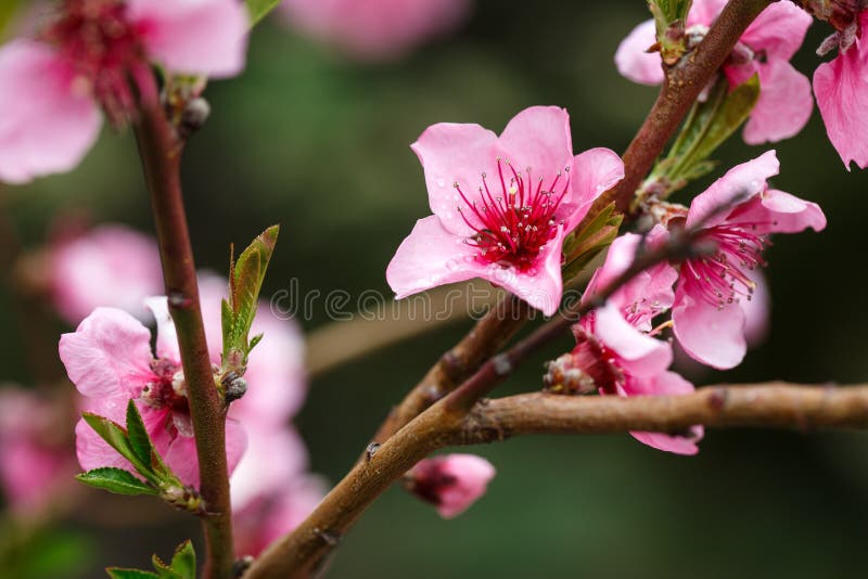 Buds and Flowers on a Branch of a Japanese Cherry Tree. Spring Blossoms ...