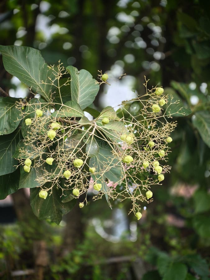 Buds and Flowers of Javanese Teak Trees Stock Image - Image of trees ...