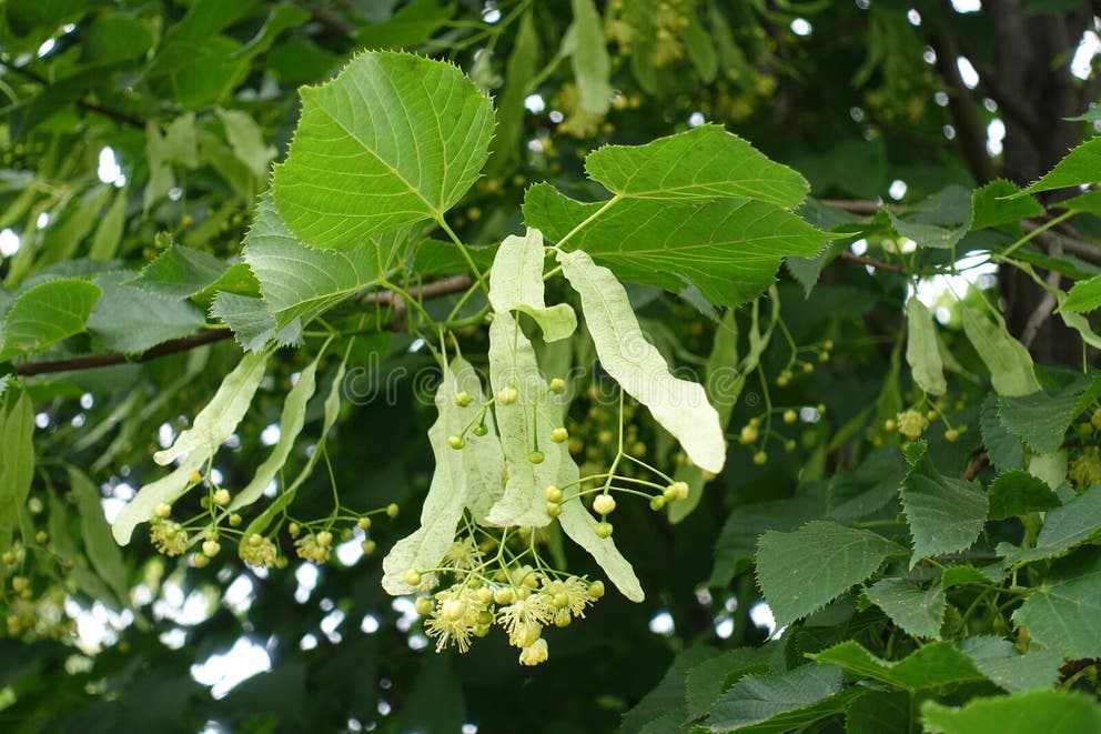 Buds and Flowers of Linden in June Stock Photo - Image of foliage, twig ...