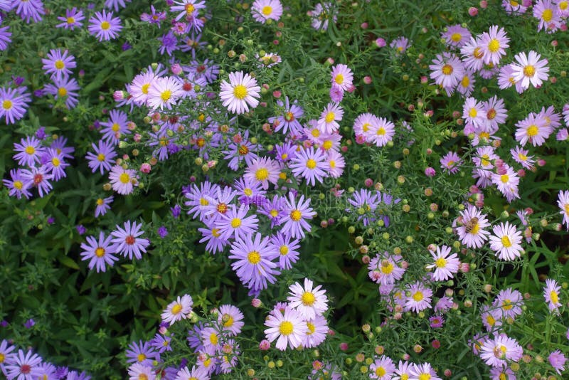 Buds and Flowers of Pink and Violet Michaelmas Daisies Stock Image ...
