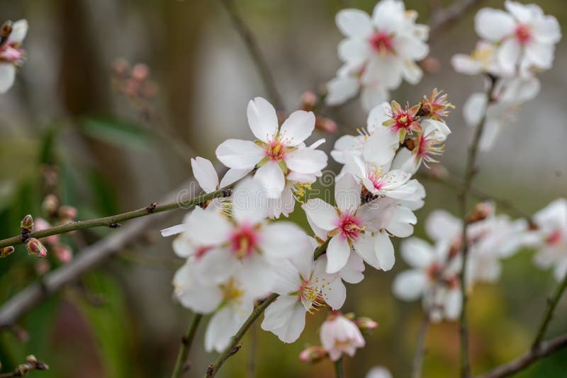 Buds, flowers and spring stock photo. Image of blossoms - 109383436