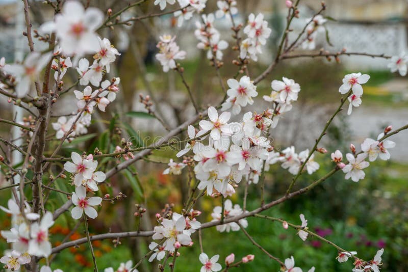 Buds, flowers and spring stock photo. Image of march - 109381842