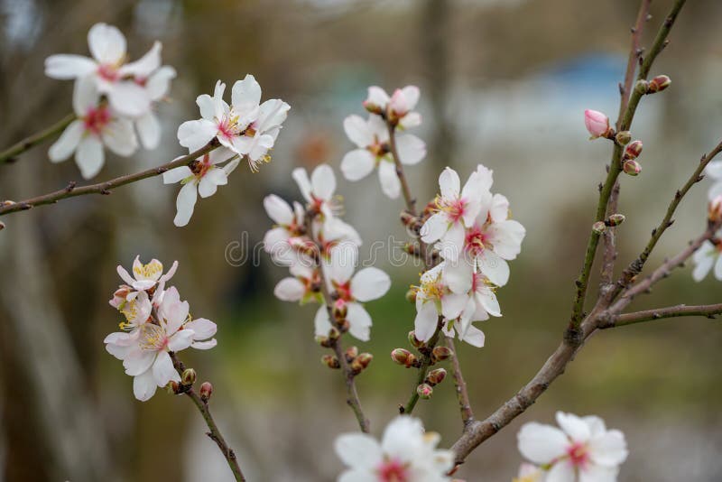 Buds, flowers and spring stock image. Image of soft - 109383159