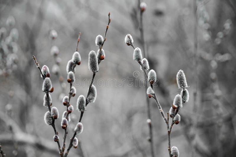 Buds, flowers and spring stock photo. Image of flowers - 109382496