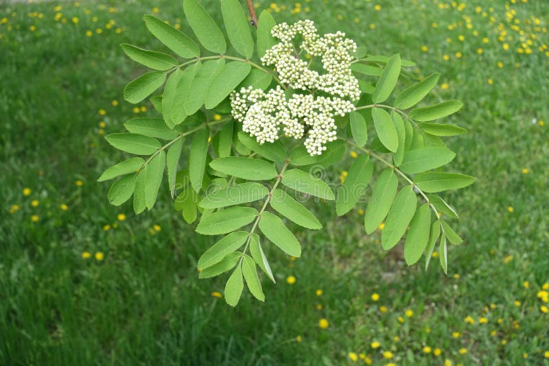 Buds and Leaves of Rowan in Spring Stock Photo - Image of mountain ...