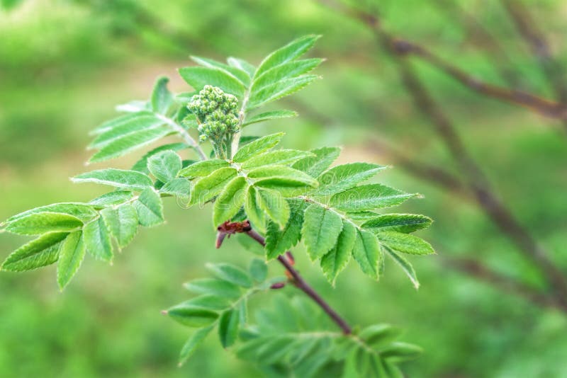 Buds and Fresh Leaves of Rowan in Spring Stock Image - Image of shrub ...